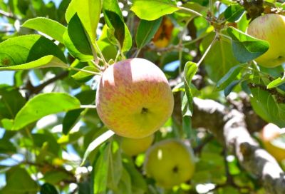 Gravenstein Apple Harvest(s) « Putney Farm