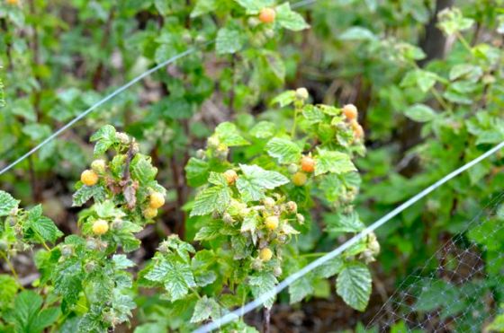 First Harvest And A Farm Update « Putney Farm